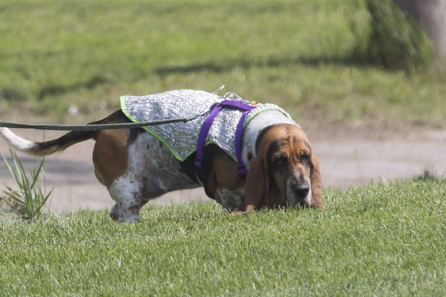 2021 AKC National Tracking Invitational – 9th Annual Tracking Invitational